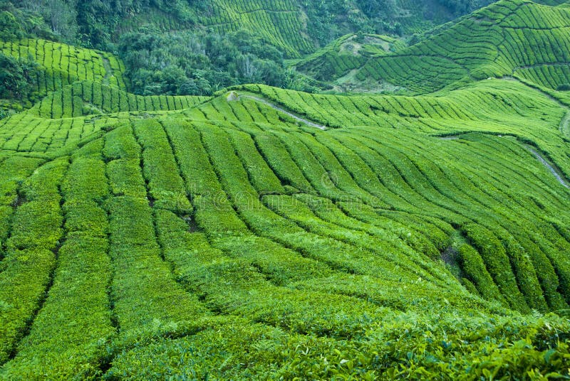 Tea Plantation, Cameron Highland Stock Photo - Image of textures ...