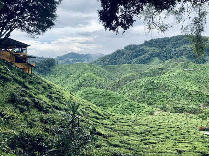 Tea plantation stock image. Image of plantation, cameron - 355712153
