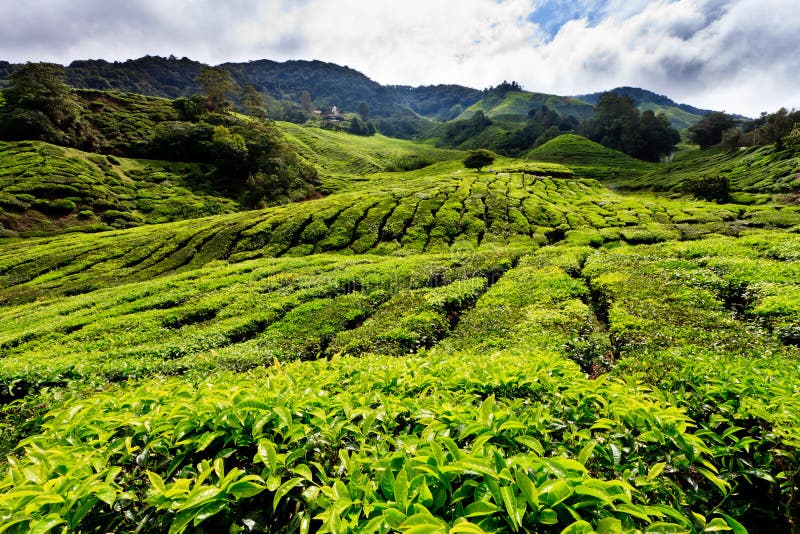 Tea Plantation In The Cameron Highlands Picture. Image: 17677891