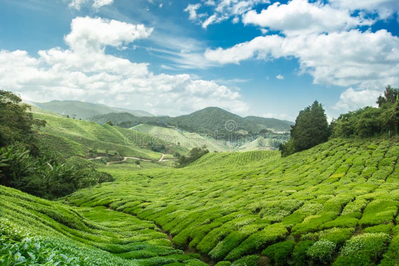 Tea Plantation Cameron Highlands Stock Image - Image of plantation ...