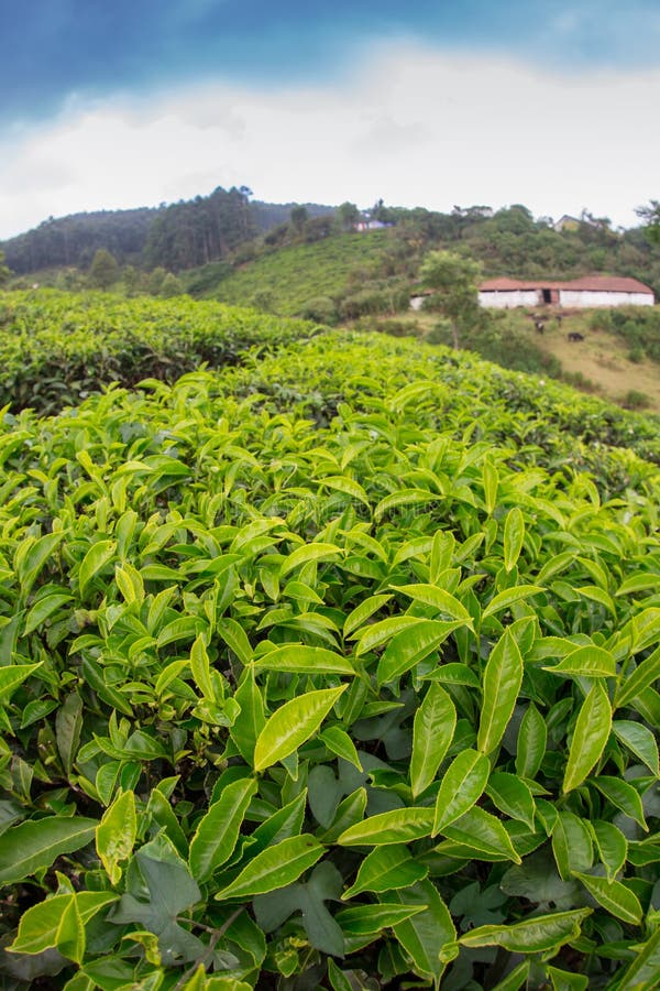 Tea Plantation Cameron Highlands Stock Photo - Image of light ...