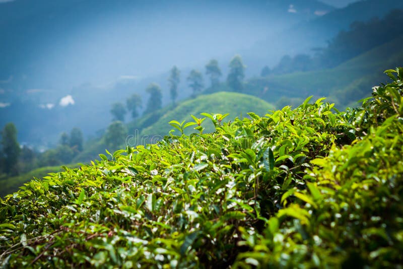 Tea Plantation in Malaysia. Stock Image - Image of climate, flora ...