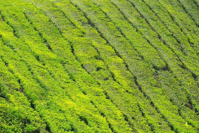 Tea Plantation in Cameron Highlands Stock Image - Image of fresh ...