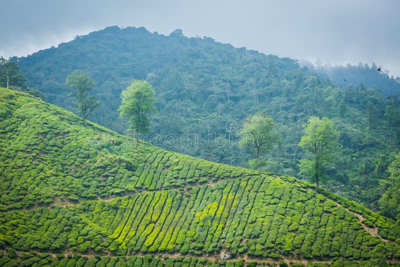 Tea Plantation in Cameron Highlands Stock Photo - Image of countryside ...