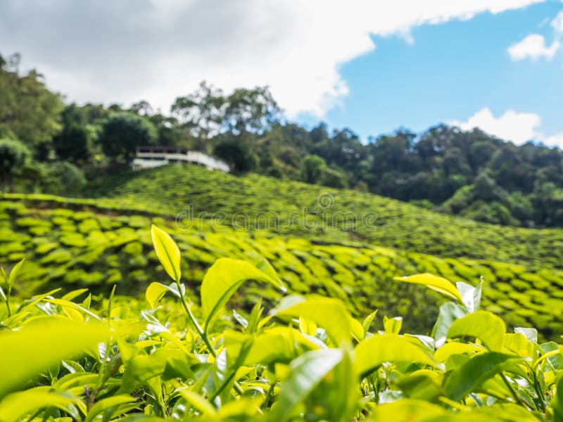 Tea Plantation in the Cameron Highlands Stock Image - Image of green ...