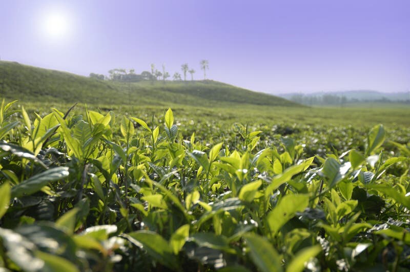 Tea Plantation Cameroon stock photo. Image of agricultural - 28232192