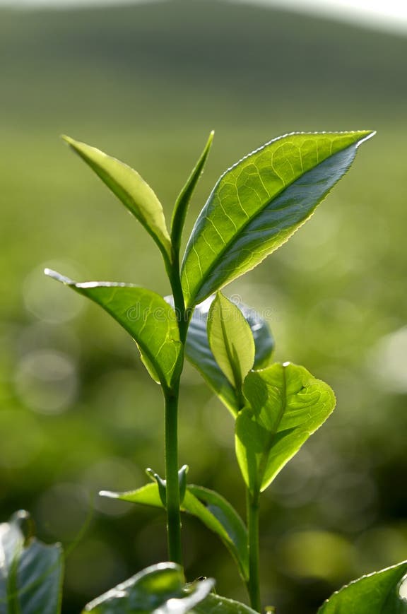 Tea Plantation Cameroon stock image. Image of industry - 28232373