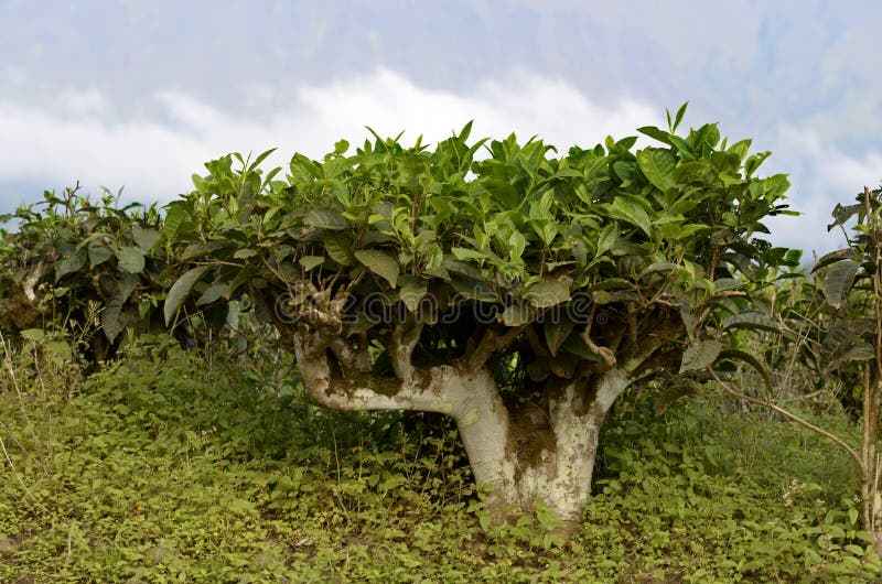 Tea Plantation Cameroon stock photo. Image of green, farming - 28232464