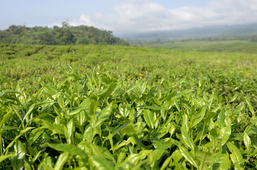 Tea Plantation Cameroon stock photo. Image of leaves - 28232544