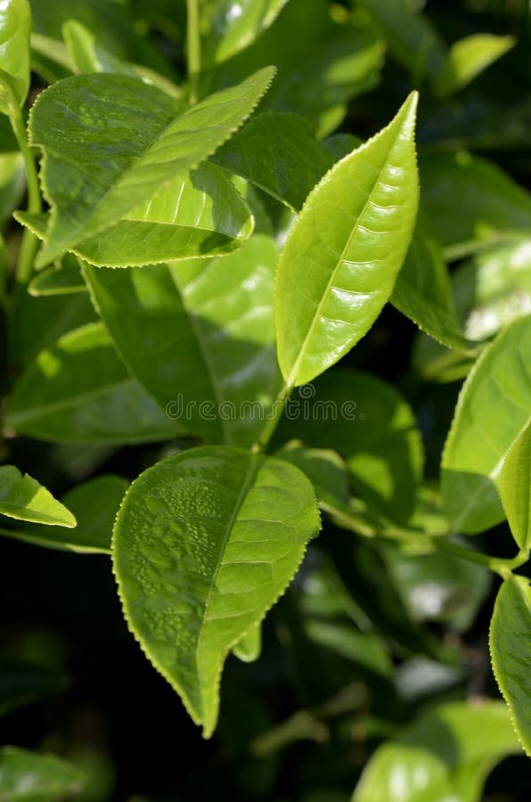 Tea Plantation Cameroon stock image. Image of mount, highlands - 28232625