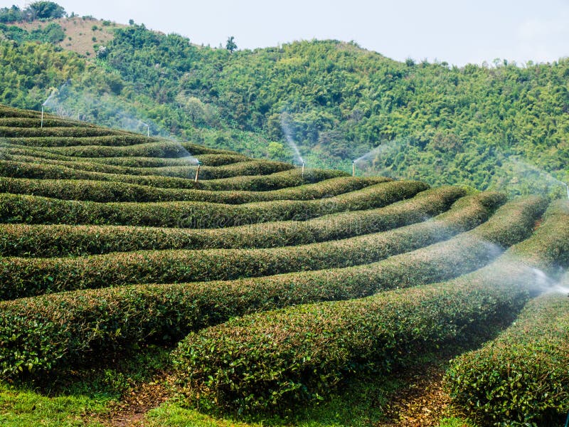Tea Plantation in Chiang Rai, Thailand Stock Photo - Image of farming ...