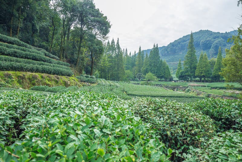 Tea Plantation China Stock Photos - Download 2,916 Royalty Free Photos