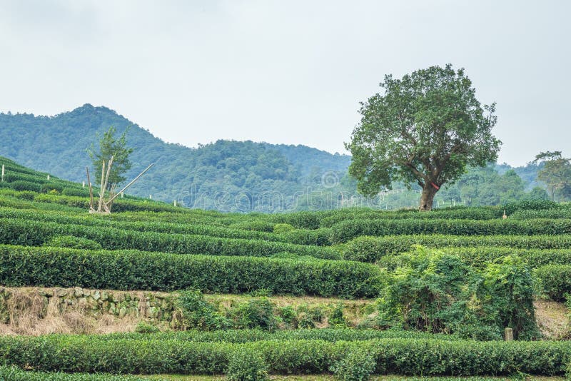 Tea plantation in China. stock photo. Image of landscape - 90988878