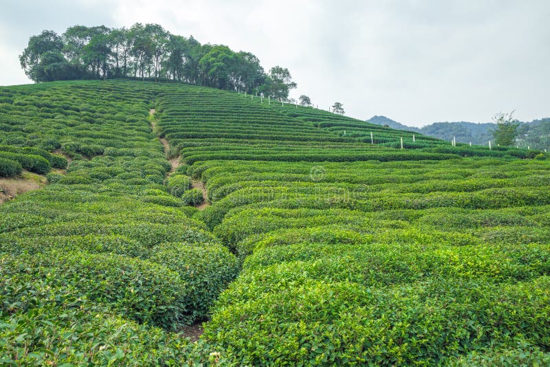 Tea Plantation China Stock Photos - Download 2,916 Royalty Free Photos