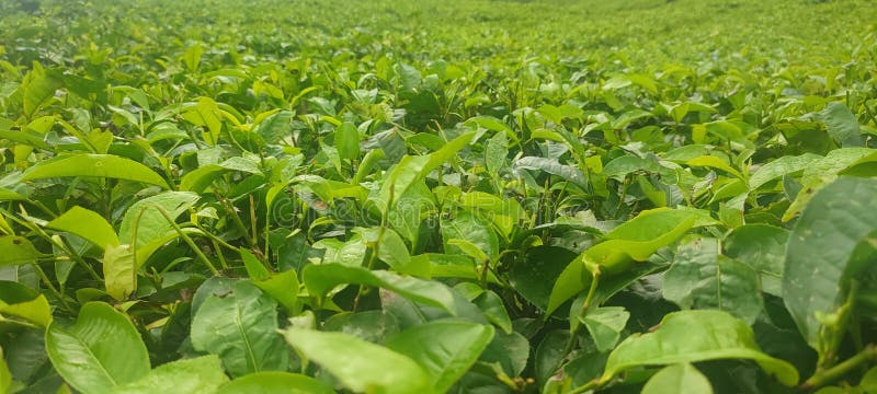 Tea plantation stock photo. Image of garden, kebun, tree - 258957086