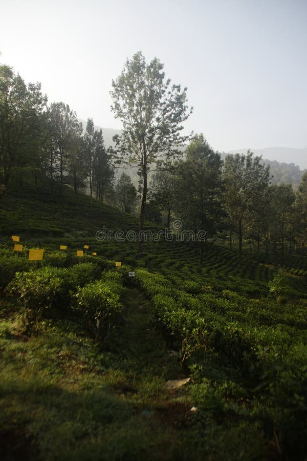 Tea Plantation on a Cold Hill Stock Photo - Image of autumn, plant ...