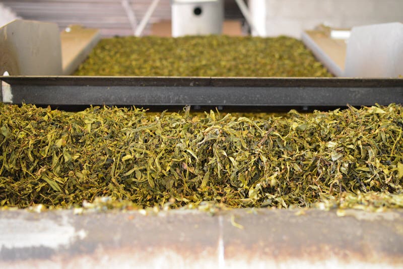 Drying Process Of The Tea Leaves At A Tea Factory Stock Photo - Image ...