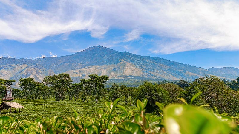 Tea Plantation in East Java Stock Image - Image of plantation ...