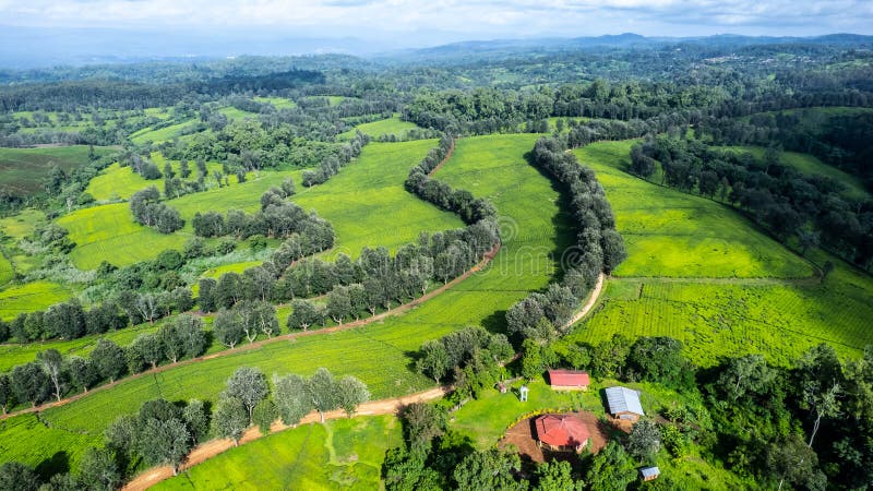 A Tea Plantation in Ethiopia Stock Photo - Image of vegetation ...