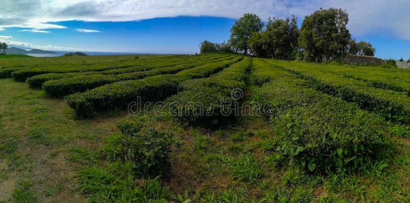Tea Plantation Field in Azores Stock Image - Image of nature ...