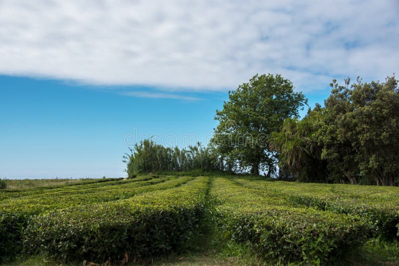 Tea Plantation Field in Azores Stock Photo - Image of crop, background ...