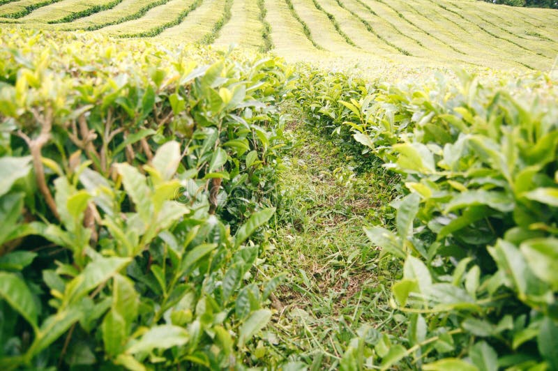 Tea Plantation Field, Tea Bushes Rows Stock Photo - Image of harvest ...
