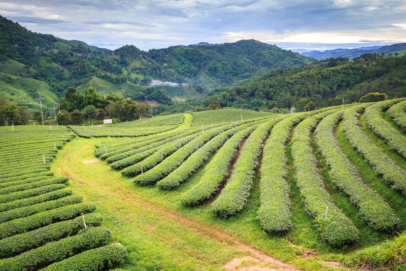 Tea plantation field stock image. Image of harvest, mountain - 76850719