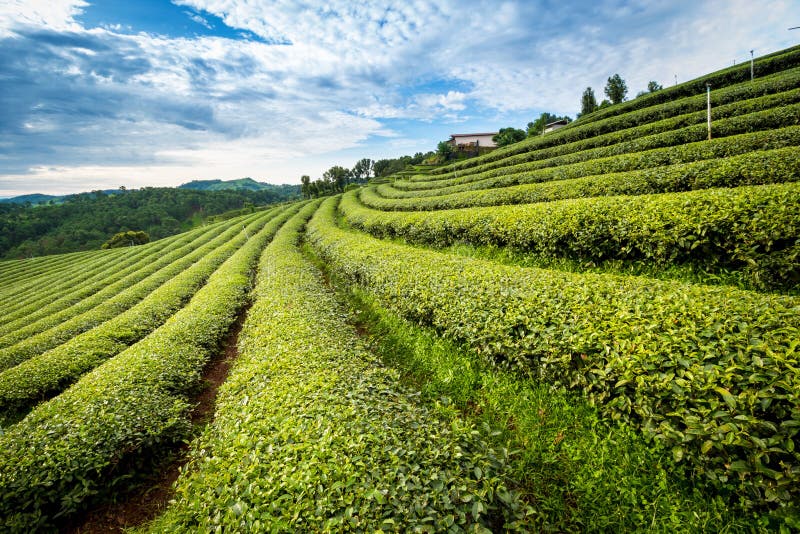 Tea plantation field stock image. Image of hill, japan - 76850887