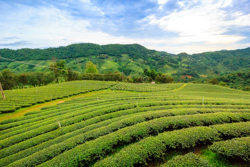 Tea plantation field stock photo. Image of mountain, hill - 76850902