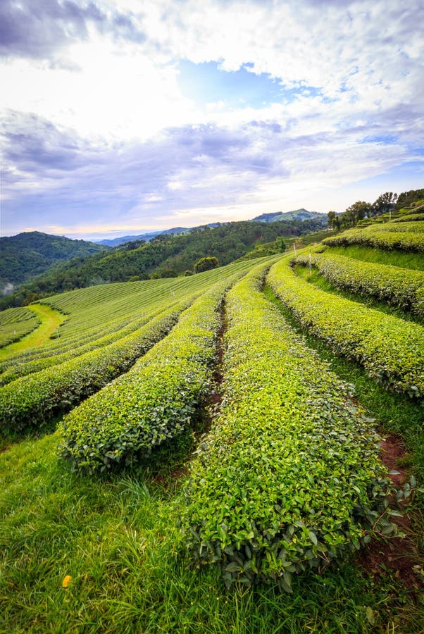 Tea plantation field stock photo. Image of asia, mountain - 76850918