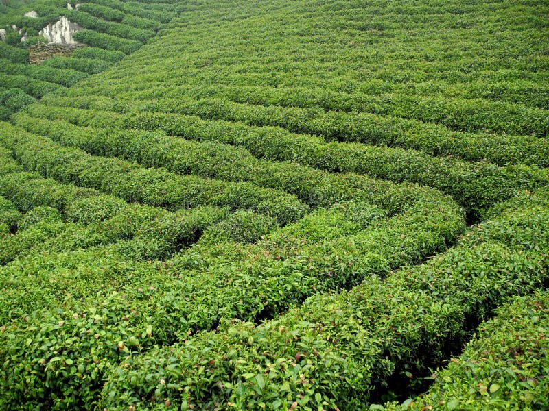 Tea Plantation field stock image. Image of asia, rural - 48322943