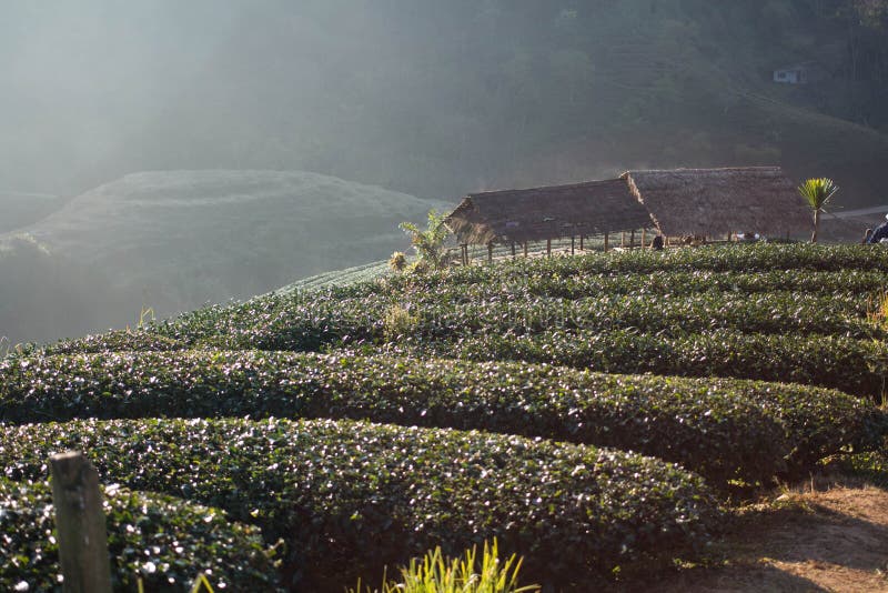 Forest tea plantation stock image. Image of forest, morning - 111016659