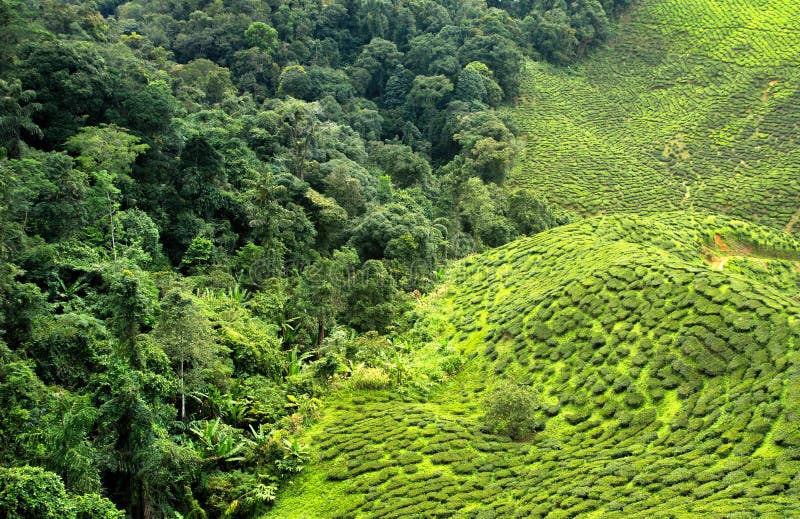 Tea plantation and forest stock photo. Image of forest - 78977130