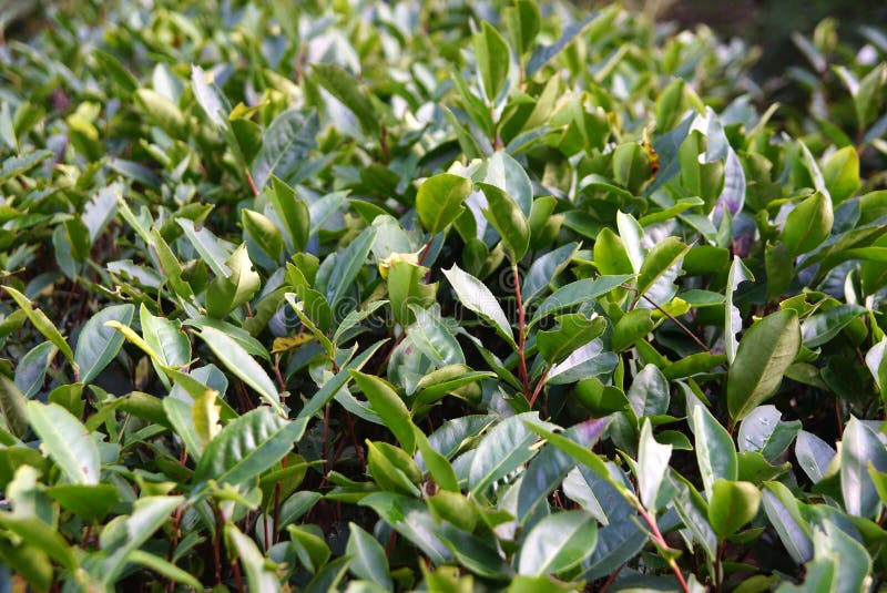 Tea Plantation in Fujian Province, China Stock Photo - Image of green ...