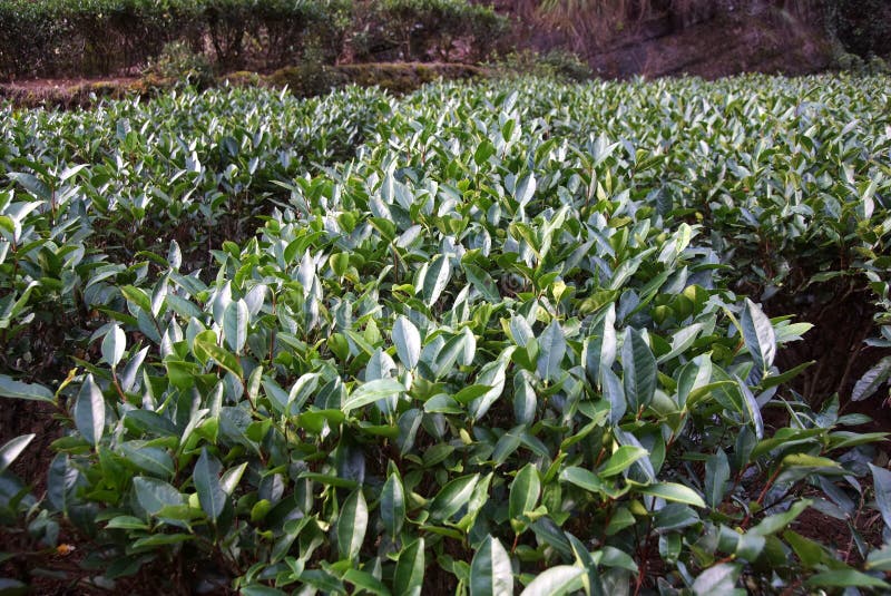 Tea Plantation in Fujian Province, China Stock Image - Image of land ...