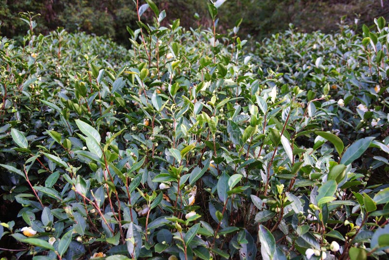 Tea Plantation in Fujian Province, China Stock Photo - Image of ...