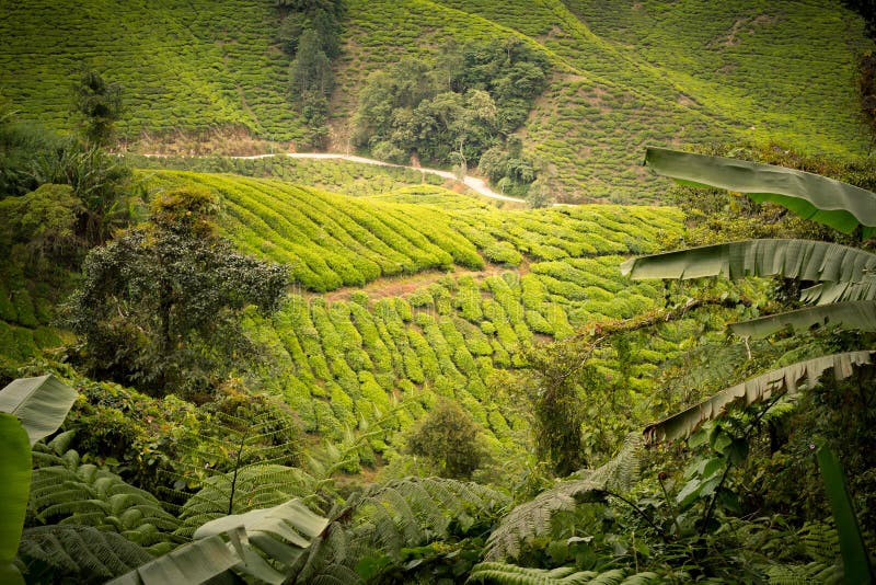 Tea Plantation Green Scenery Landscape Stock Image - Image of field ...