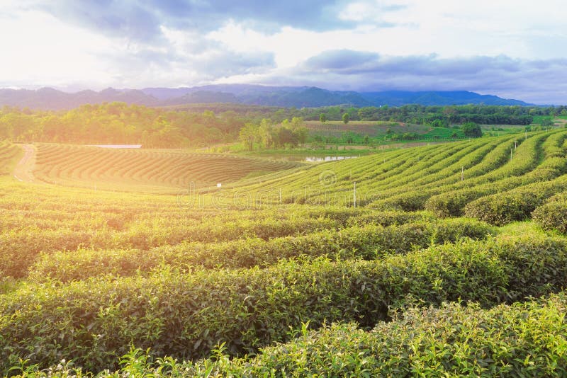 Slope of Tea Plantation in Nilgiri Hills. Stock Photo - Image of ...