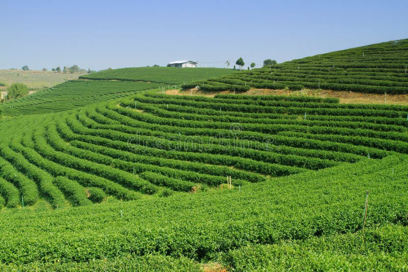 Tea Plantation in Highland stock image. Image of plantation - 28974849