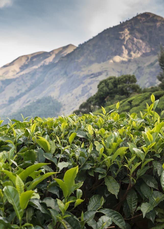 Tea in the hills stock image. Image of landscape, outdoor - 159946819