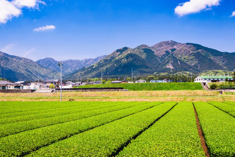 Tea Plantation in Japan stock image. Image of hills, inaka - 82708741