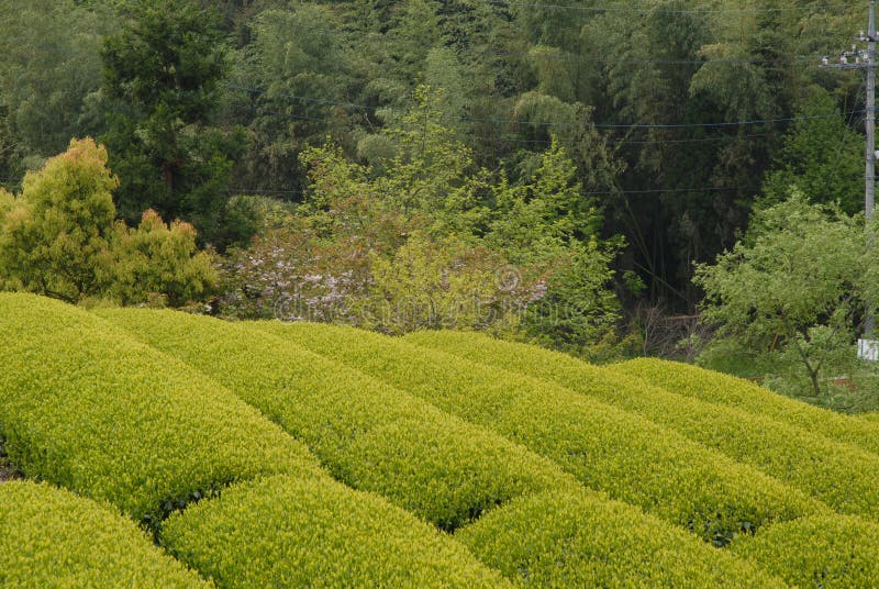 Tea plantation in Japan stock image. Image of agricultural - 48662971