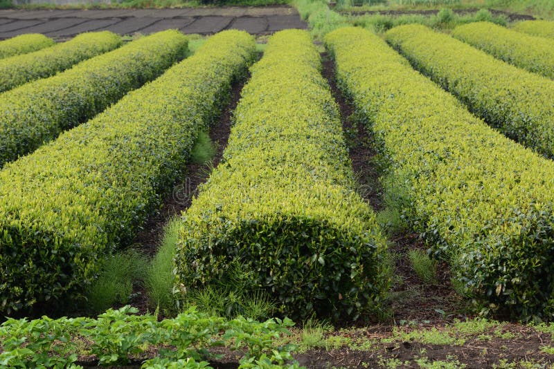 Matcha Fields Stock Photos - Free & Royalty-Free Stock Photos from ...