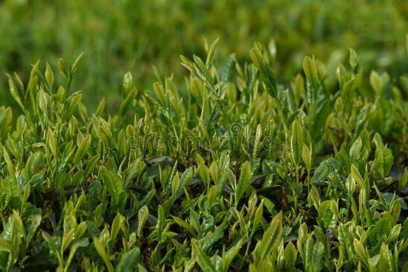 Tea plantation stock image. Image of farmland, hill - 146806599