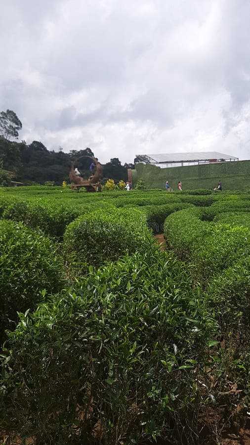 Tea plantation java stock photo. Image of west, culture - 266646342