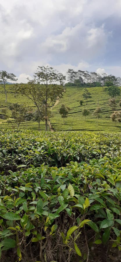 Tea plantation stock image. Image of grass, trunk, tree - 263647447