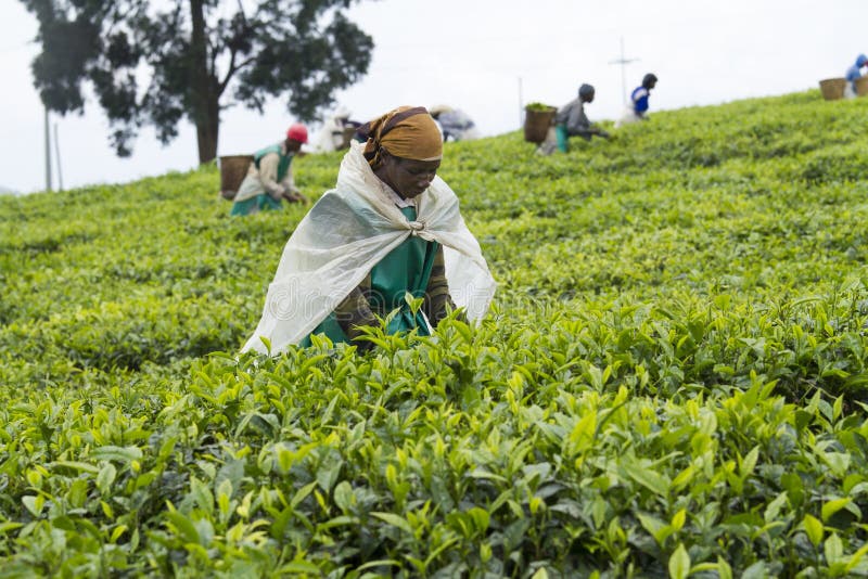 Worker at a tea plantation editorial stock image. Image of contour ...