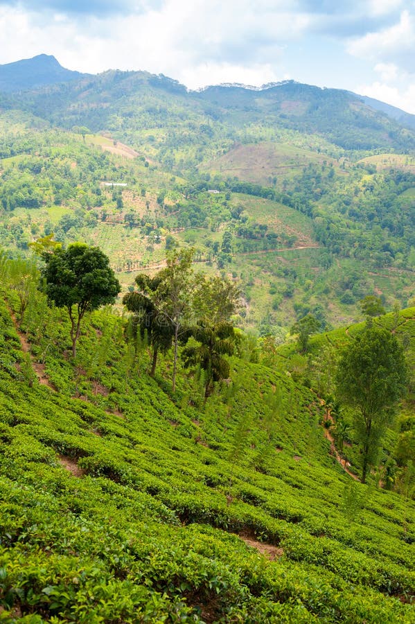 Tea plantation landscape stock image. Image of farming - 24462023