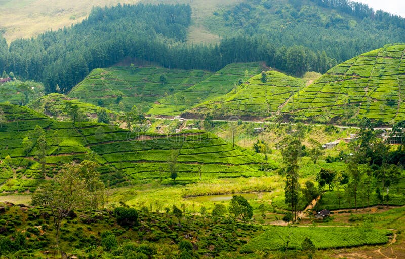 Tea plantation landscape stock image. Image of grow, environment - 26942841