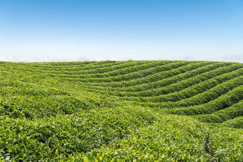 107 Beautiful Tea Estate Hill Top View Stock Photos - Free & Royalty ...